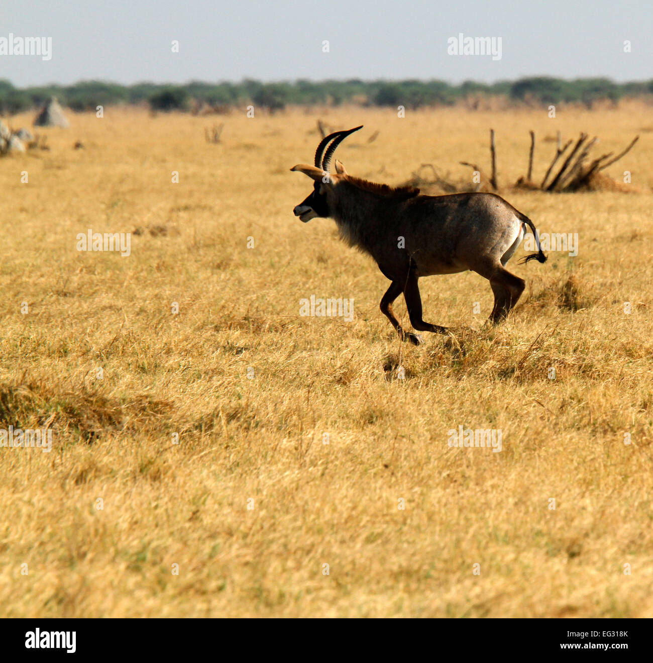 Roan Bull High Resolution Stock Photography and Images - Alamy