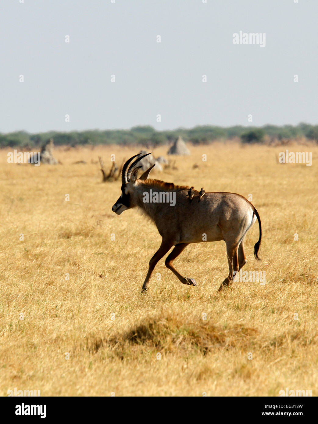 Roan Bull High Resolution Stock Photography and Images - Alamy