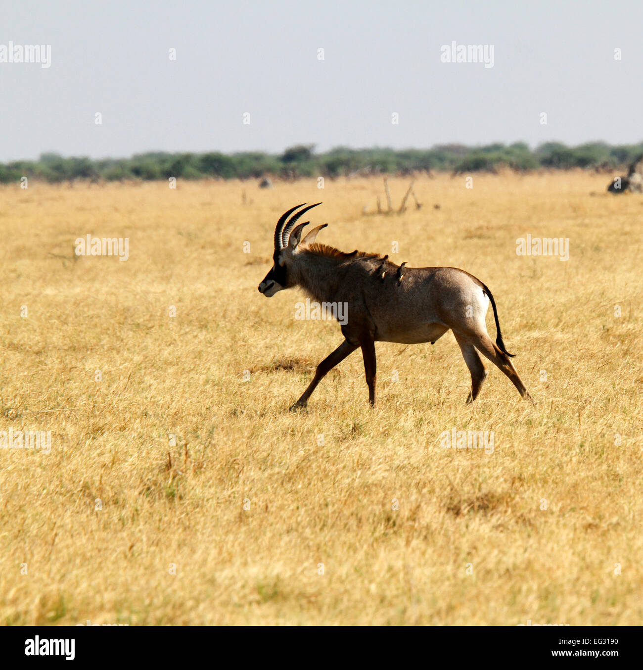 African Roan Antelope on the run this wild antelope is a rare sight on ...