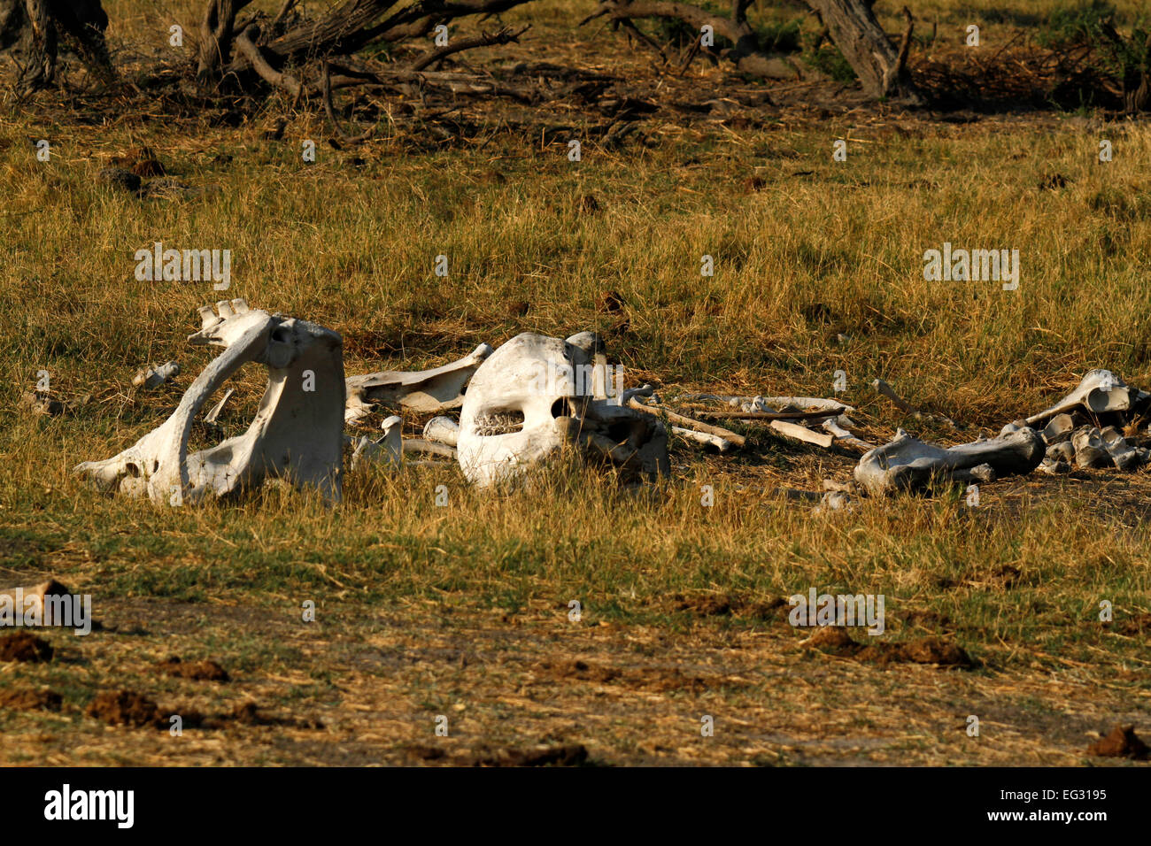Elephant grave yard hi-res stock photography and images - Alamy