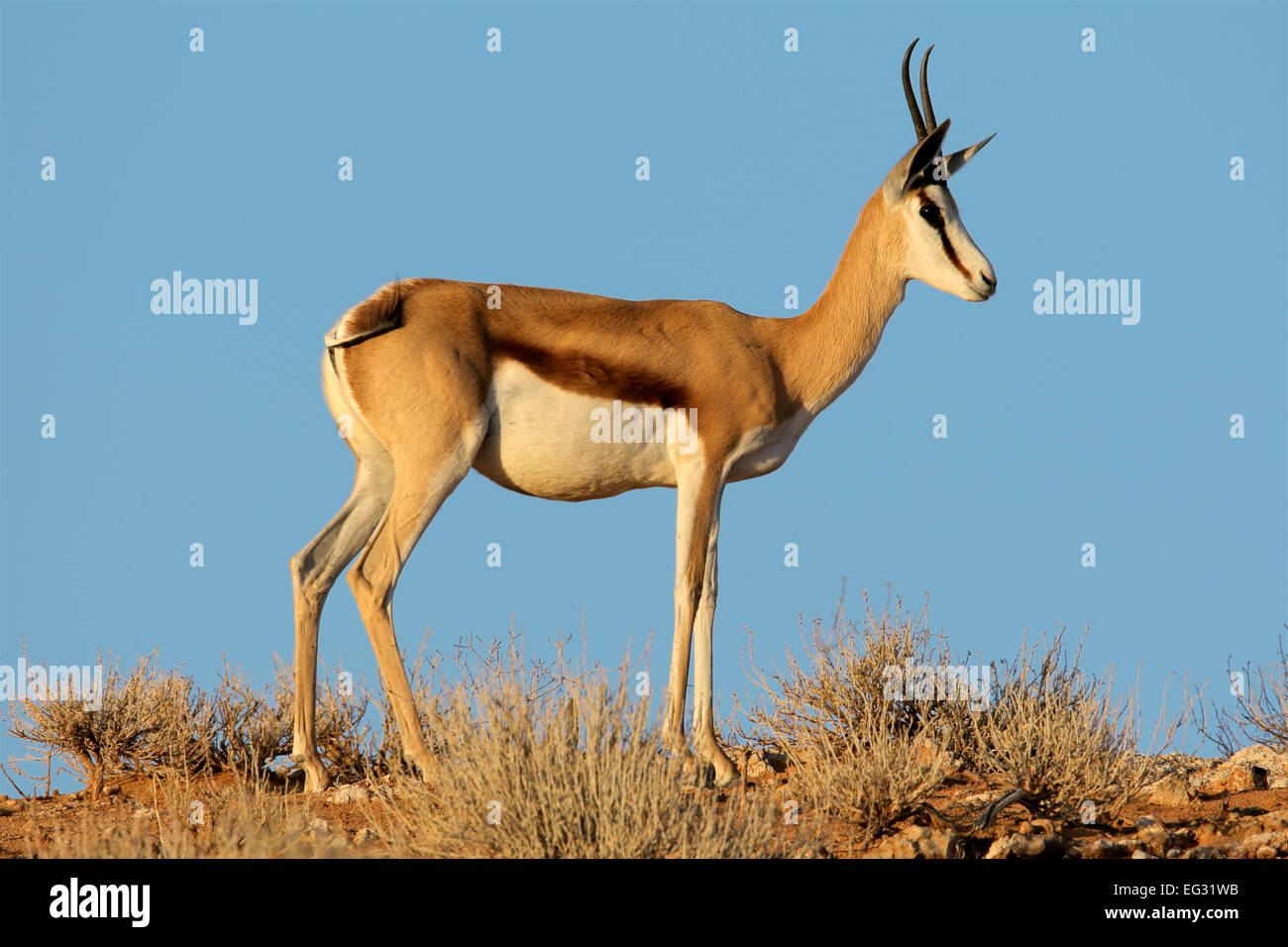 Springbok ears hi-res stock photography and images - Alamy
