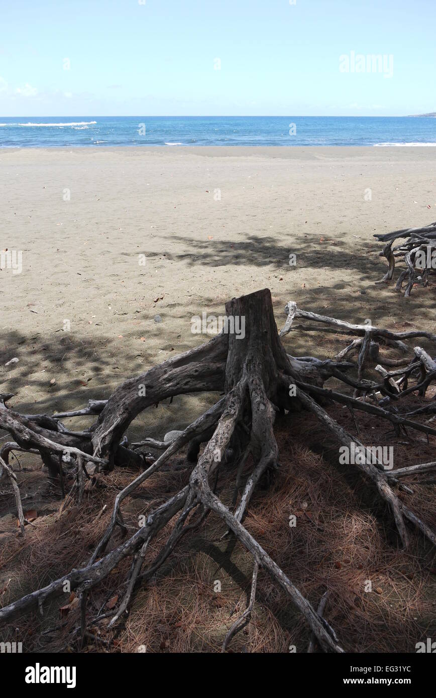 Overground tree roots hi-res stock photography and images - Alamy