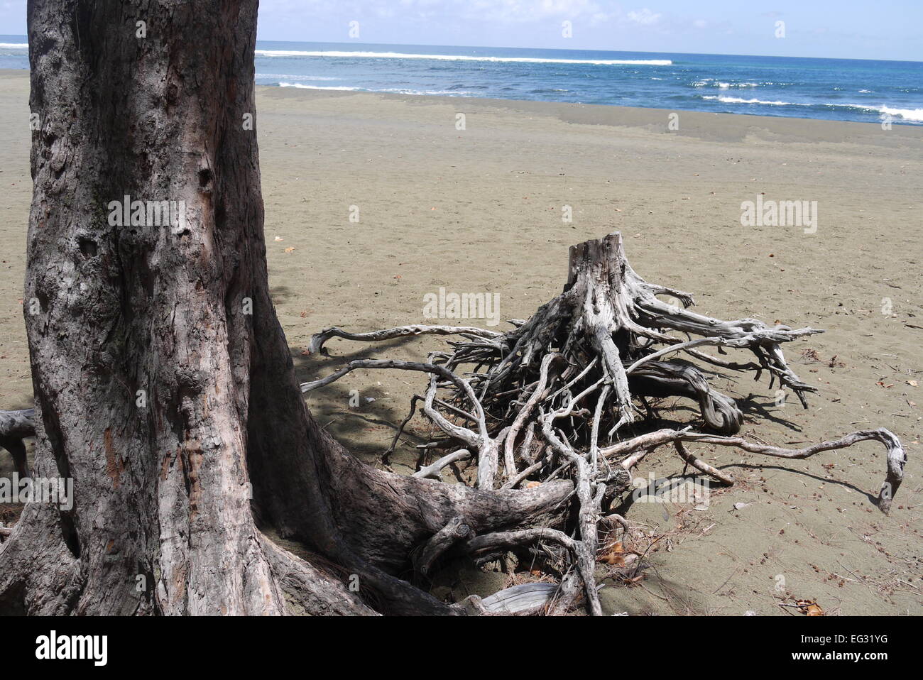 Reunion island shark hi-res stock photography and images - Alamy