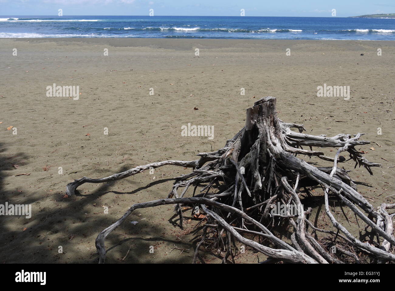 Humpback spider hi-res stock photography and images - Alamy
