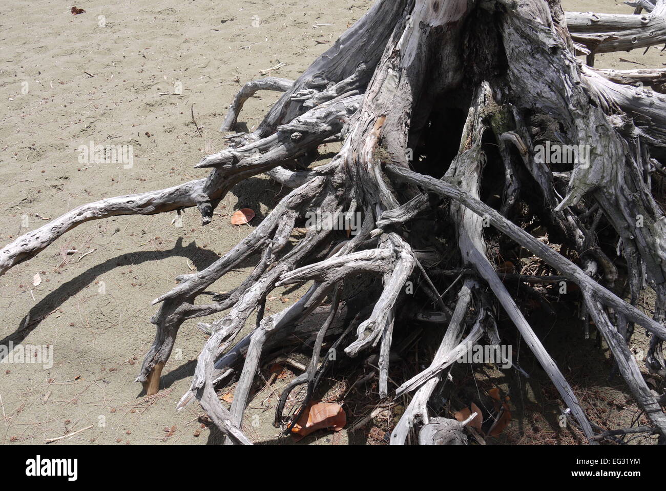 Humpback spider hi-res stock photography and images - Alamy