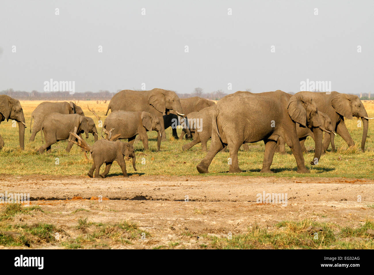 Large breeding herd of African Elephants, all females with their young ...