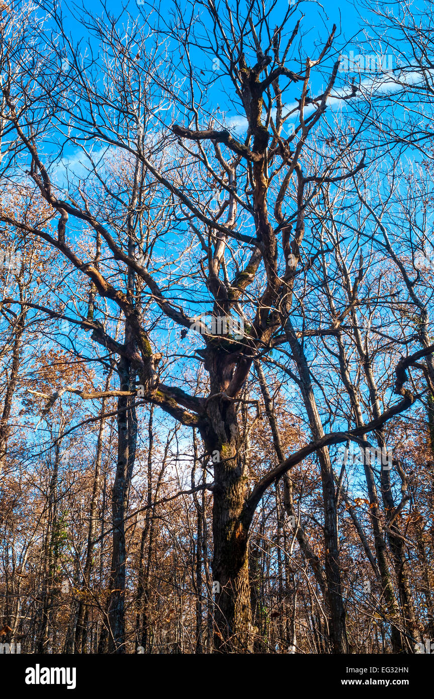 Dying Oak tree (Quercus) in mixed woodland - France Stock Photo - Alamy