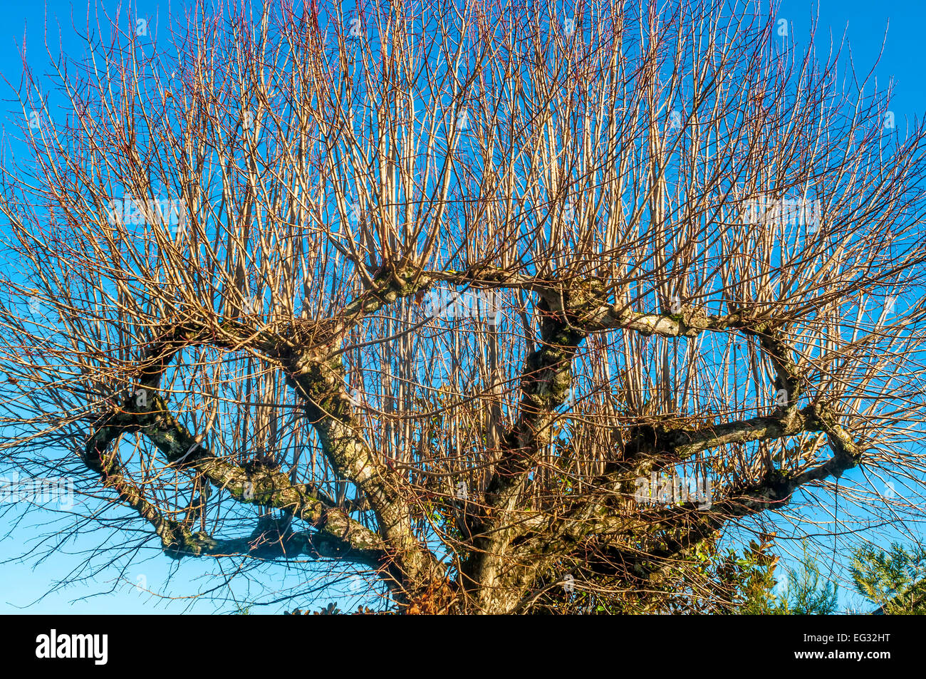 Tilleul tree branches pruned to grow into circle - France Stock Photo ...