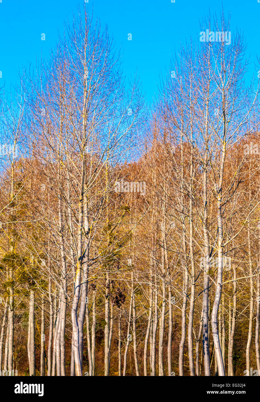 White Poplar (Populus alba) saplings - France Stock Photo - Alamy