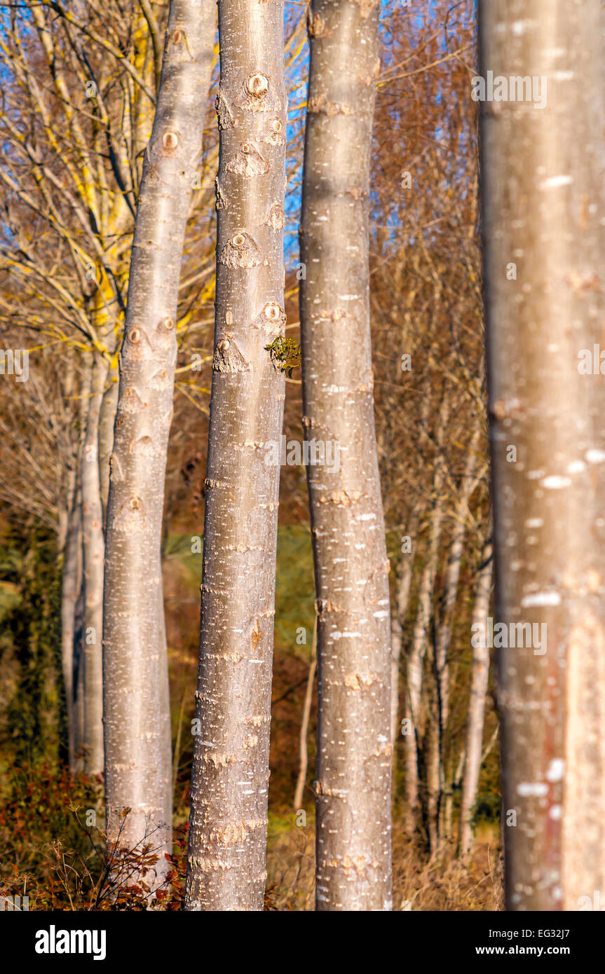 White Poplar (Populus alba) saplings - France Stock Photo - Alamy