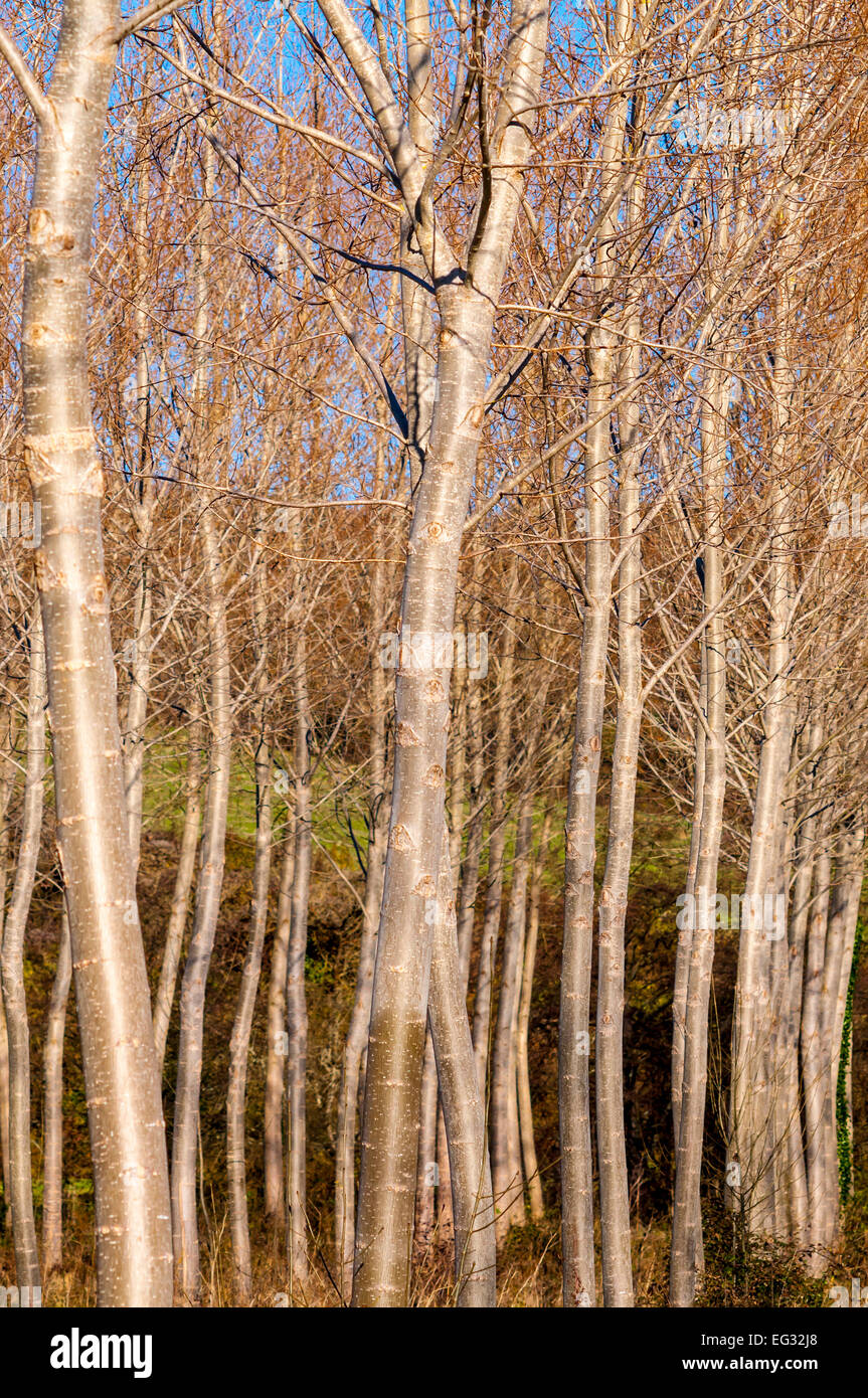 White Poplar (Populus alba) saplings - France Stock Photo - Alamy