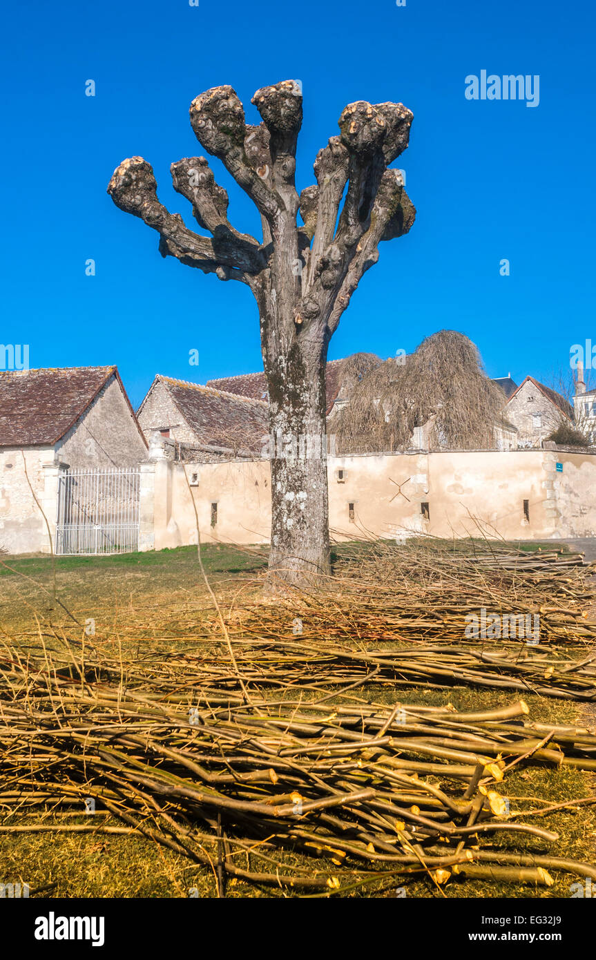 Pollarded lime tilleul linden tree hi-res stock photography and images ...