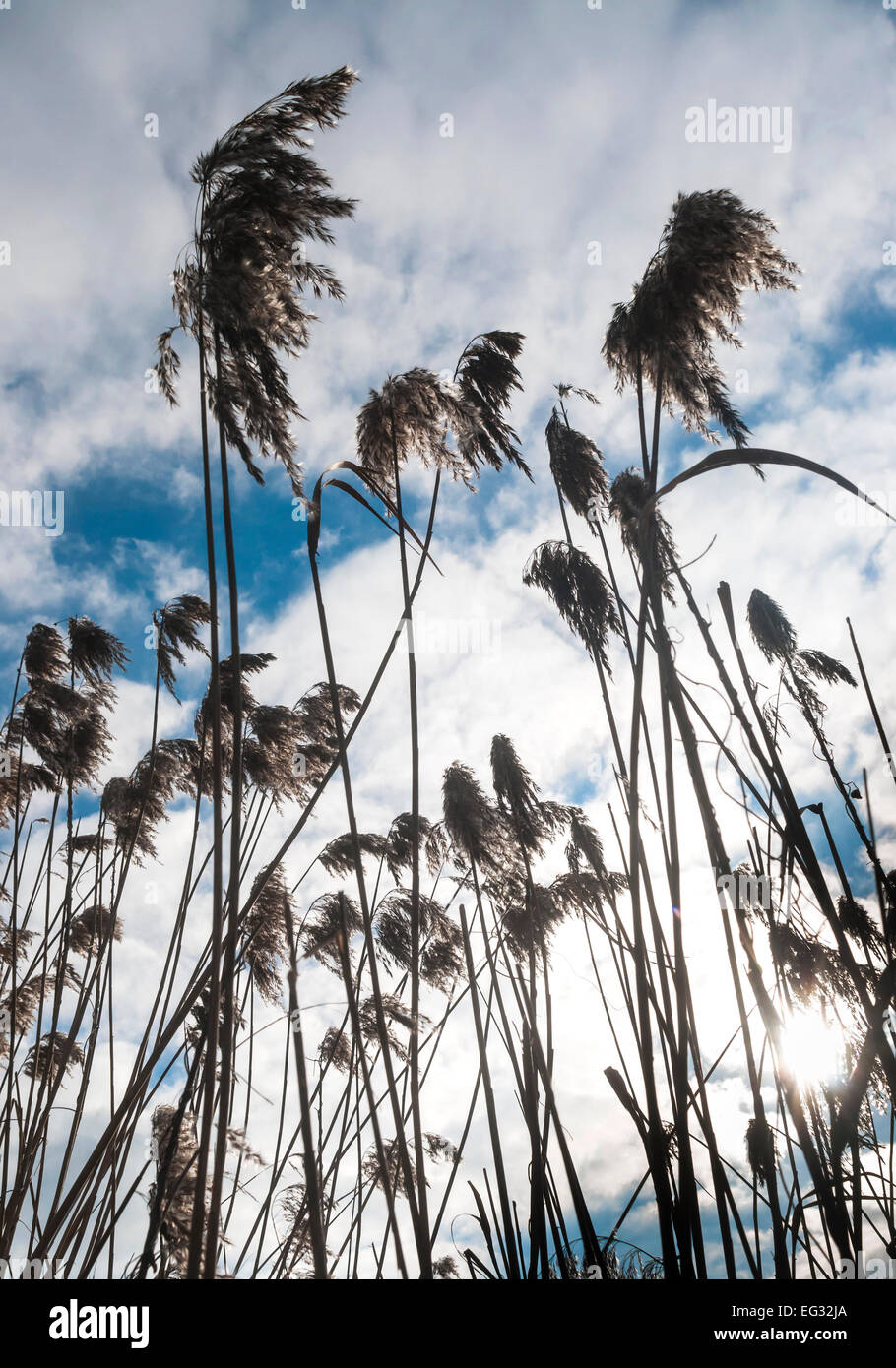 Pampas grass - France Stock Photo - Alamy