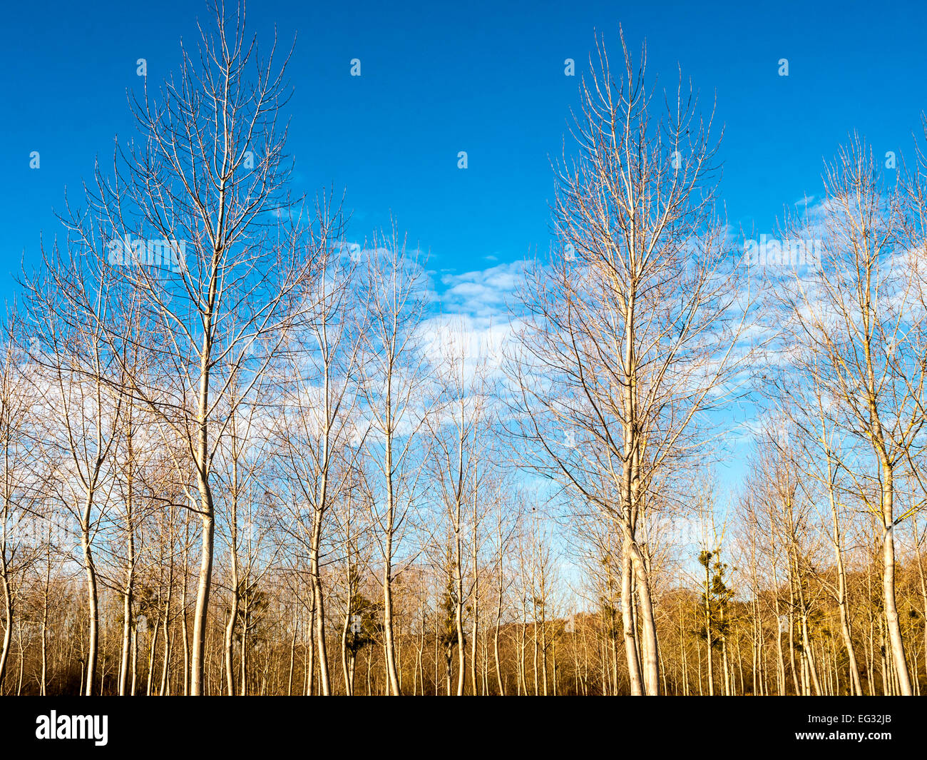 White Poplar (Populus alba) saplings - France Stock Photo - Alamy