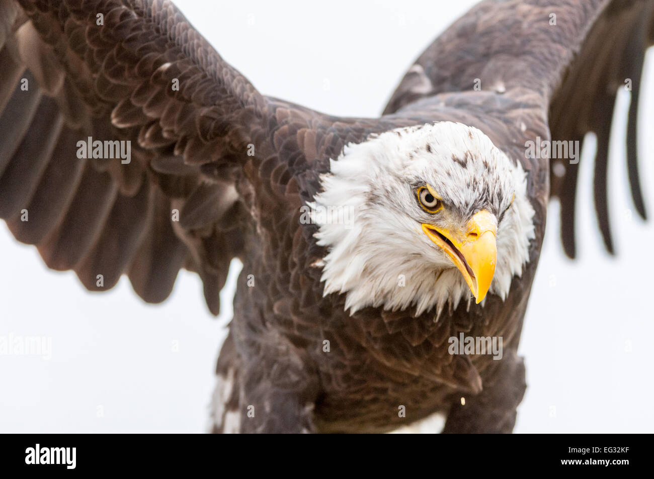 Bald Eagle, flexing wings, close-up Stock Photo - Alamy