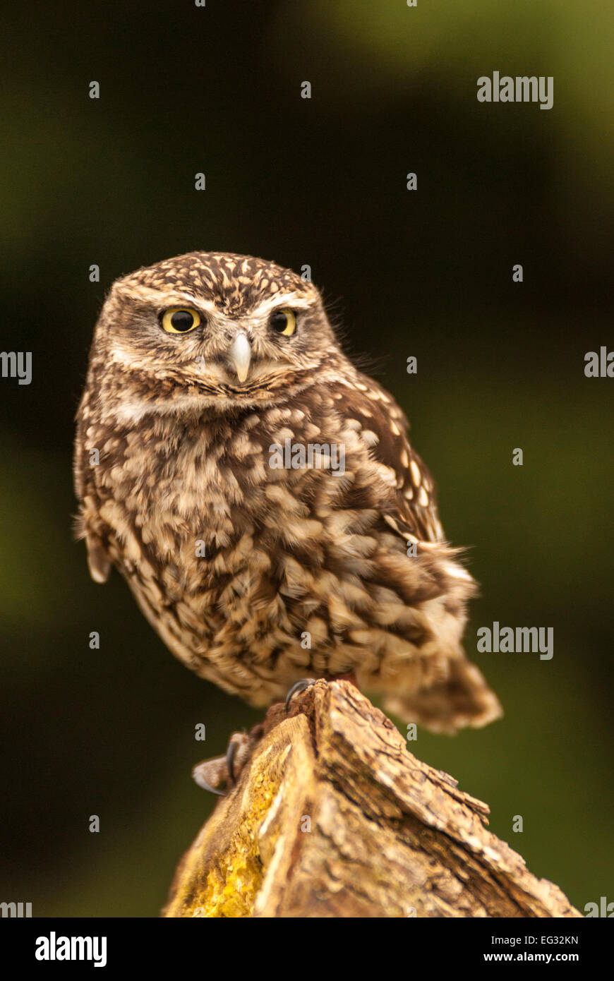 Little Owl on log, full body, facing front Stock Photo - Alamy