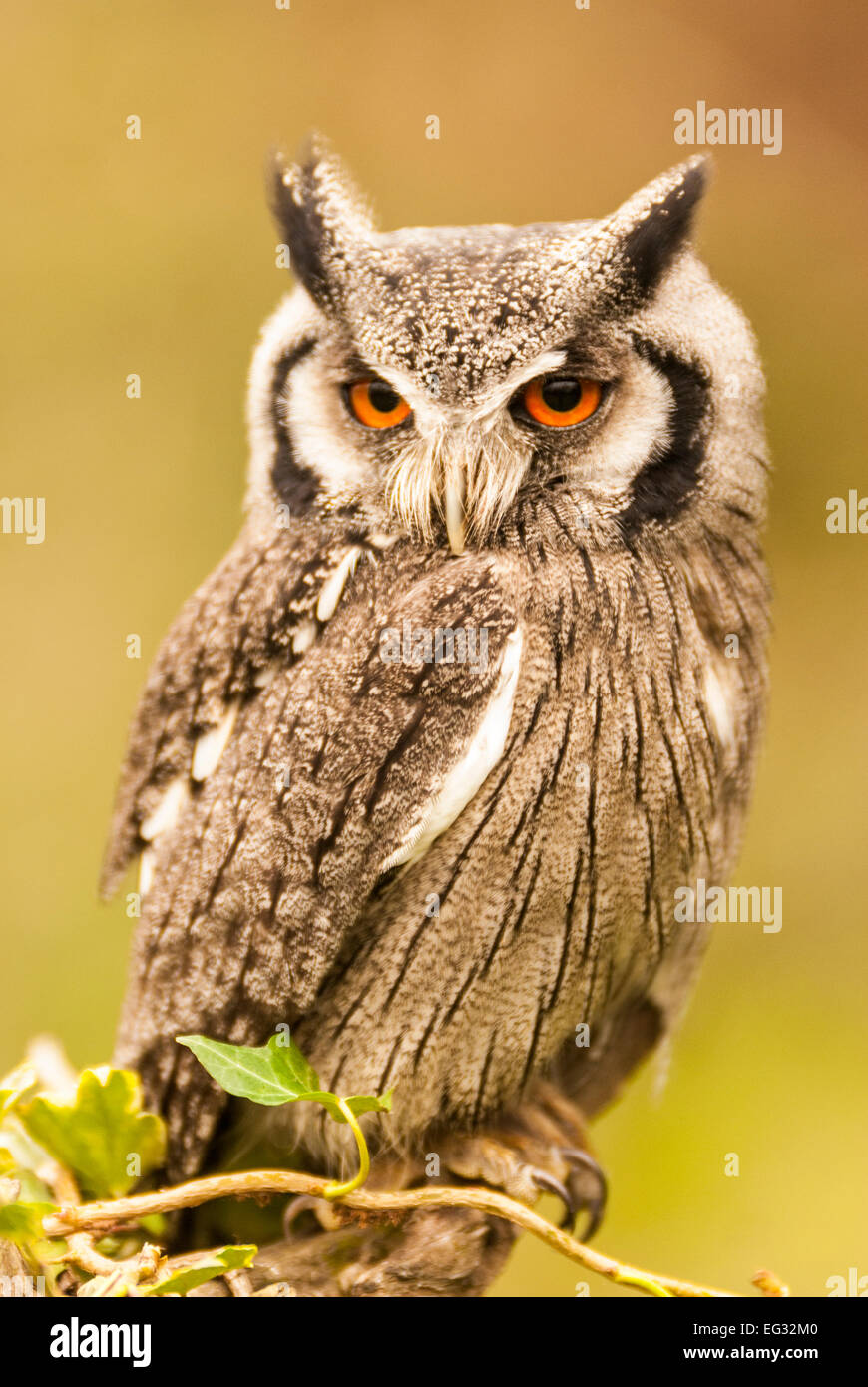 Scops Owl in tree, close-up, facing front Stock Photo - Alamy