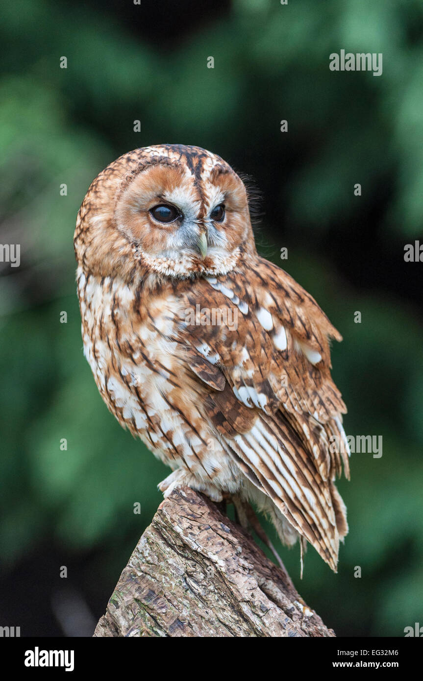 Tawny owl on log, full body, looking to side Stock Photo - Alamy