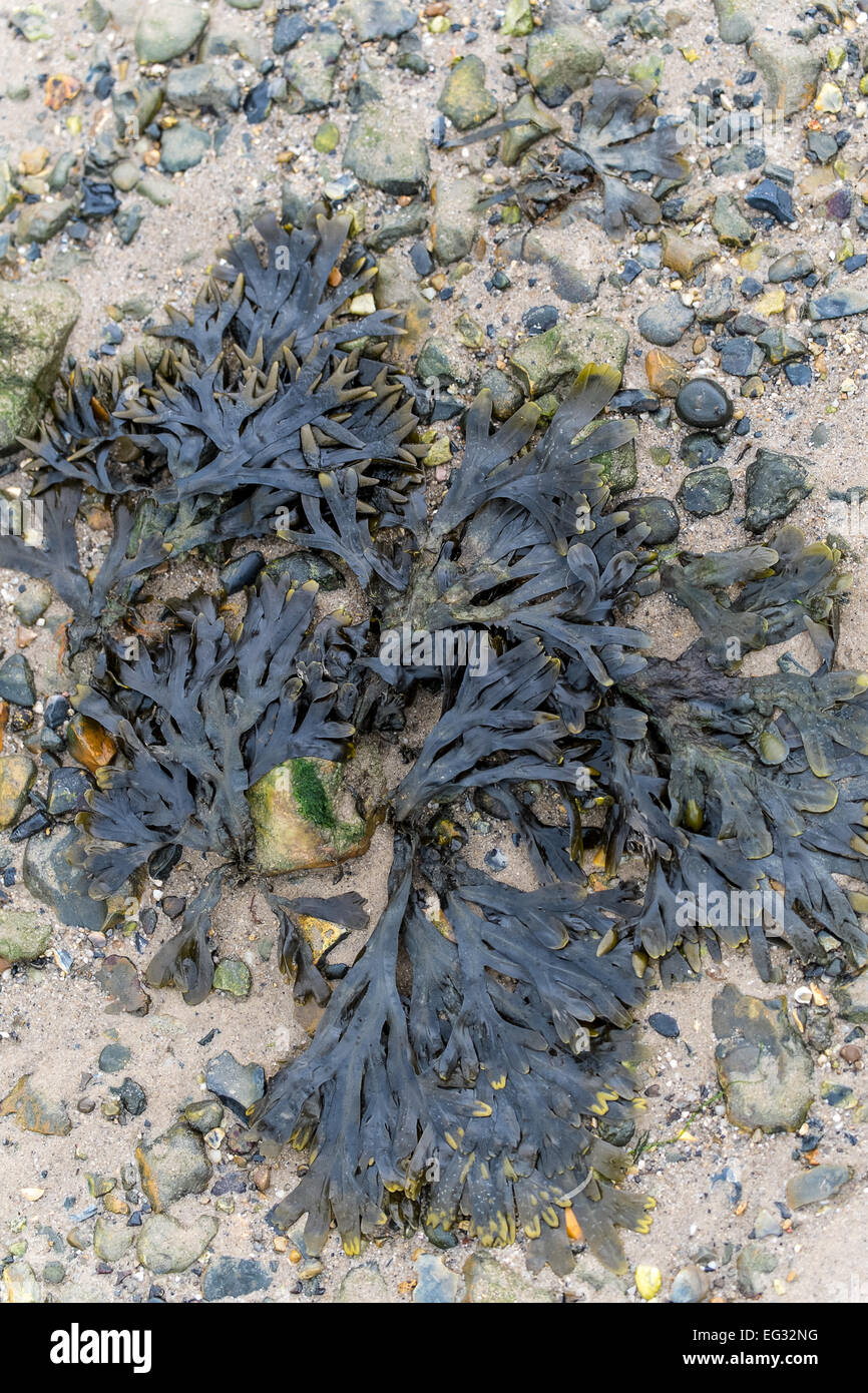Seaweed cover hi-res stock photography and images - Alamy