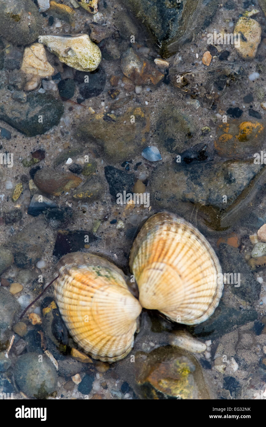 Cockleshell on a beach Stock Photo - Alamy