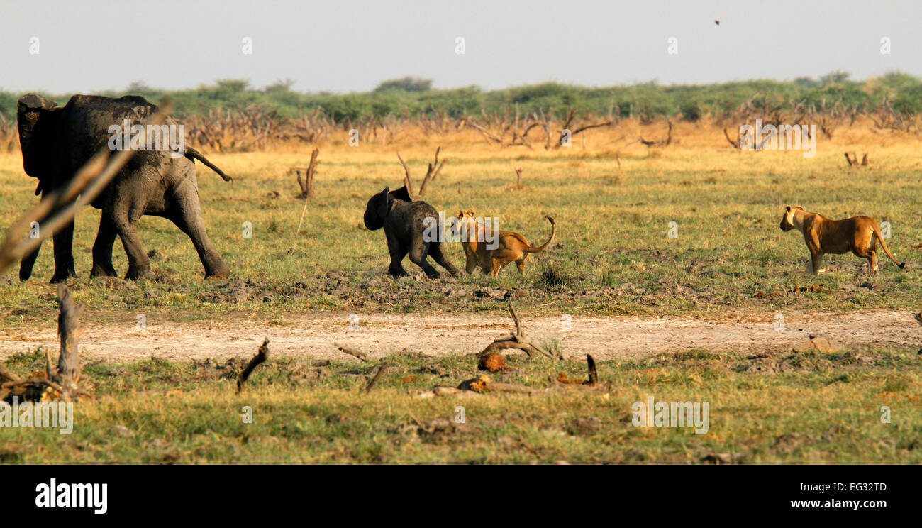 Two lions stalking a baby elephant, lionesses teaching their young cubs ...