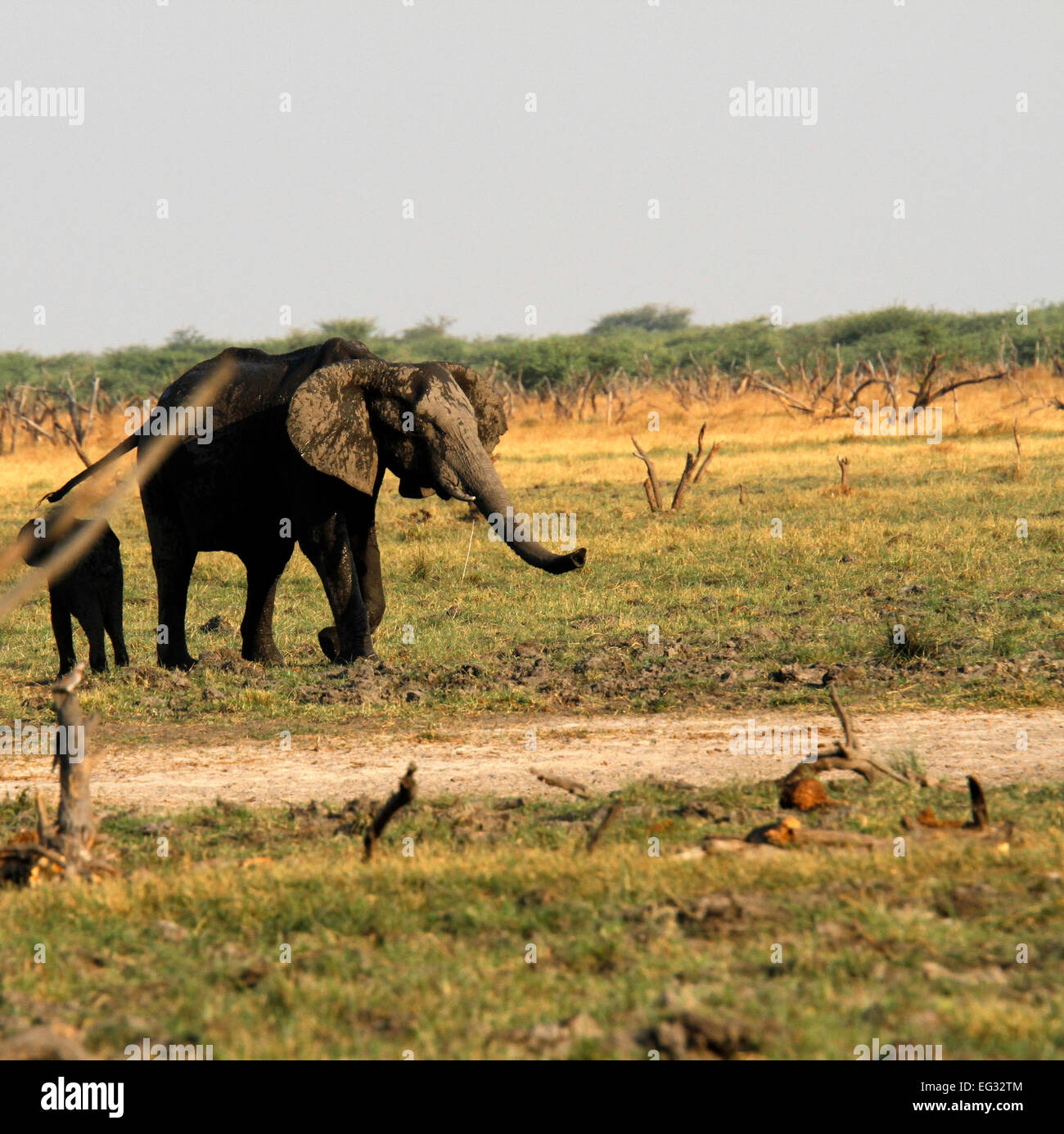 Lion Attacking Elephant