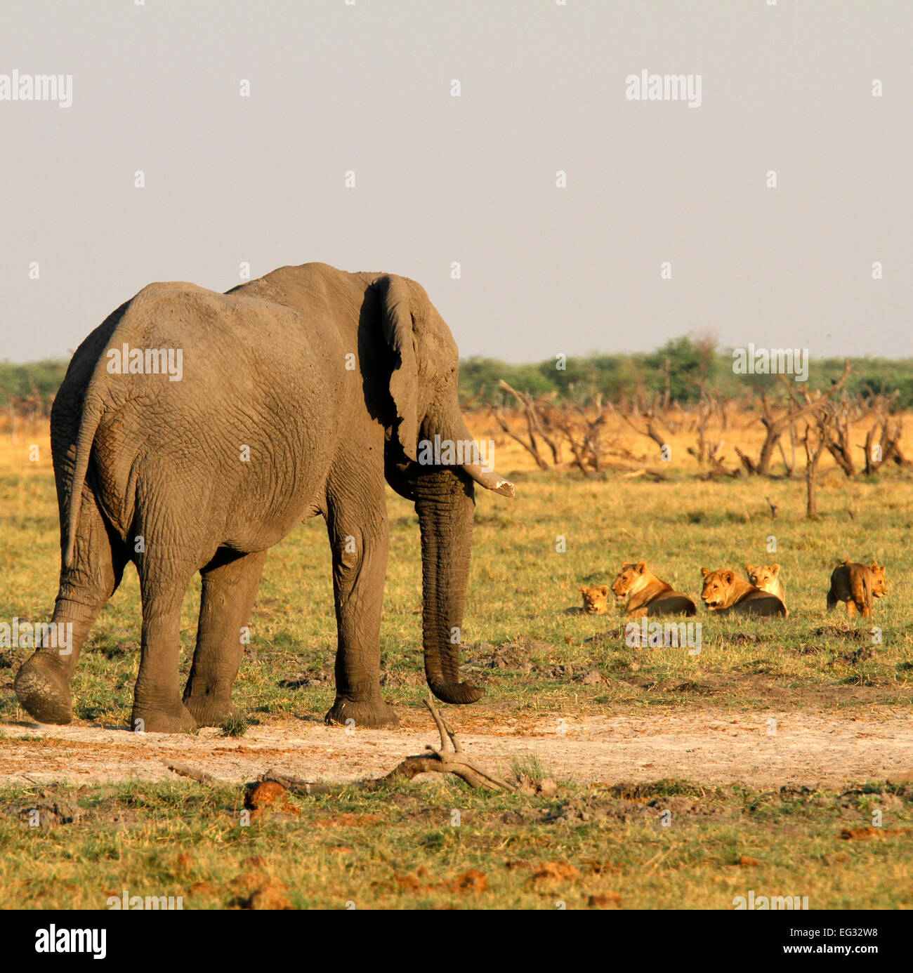 This pride of lions where actively hunting elephant, the cubs learning ...