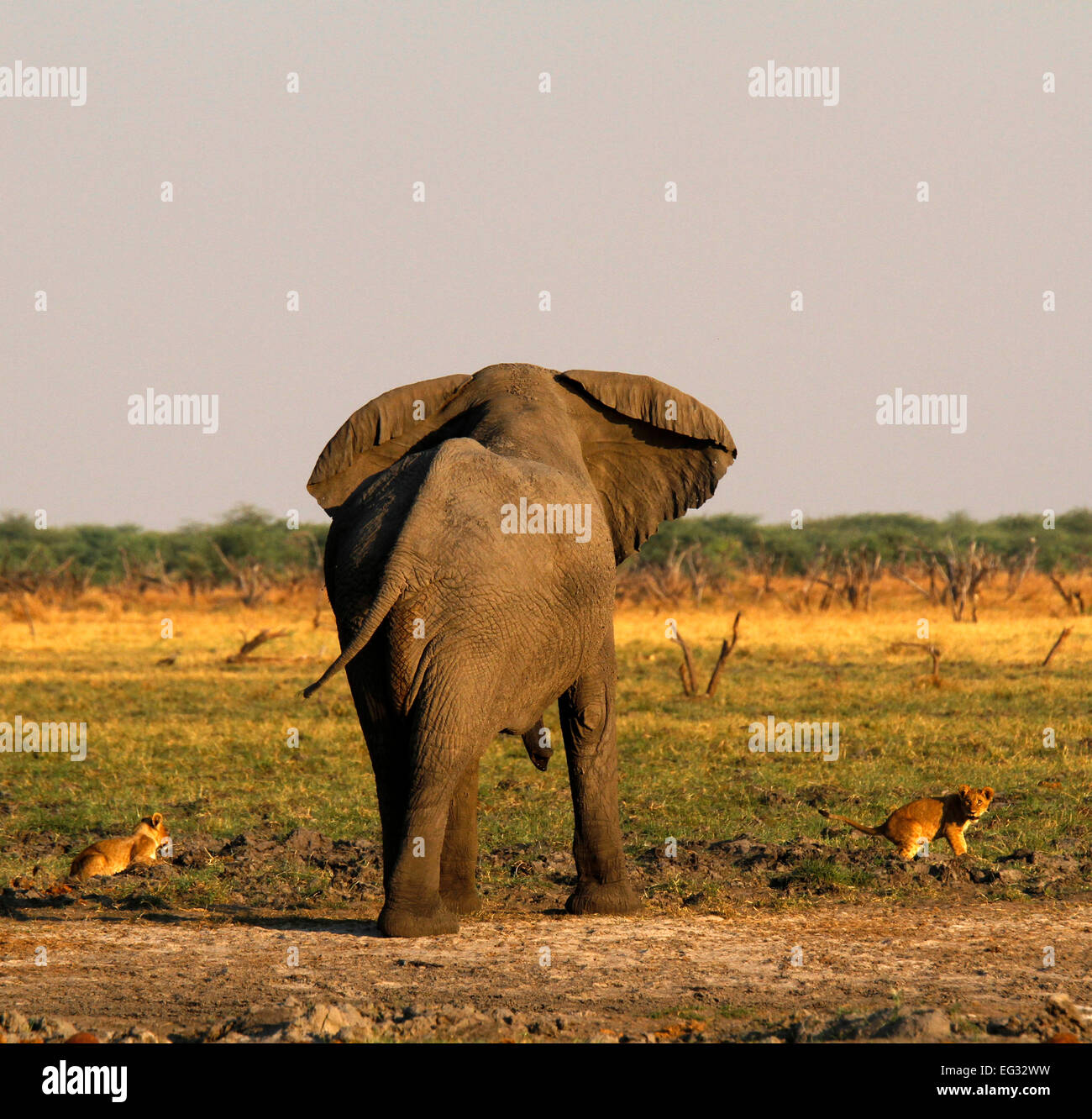 This pride of lions where actively hunting elephant, the cubs learning ...