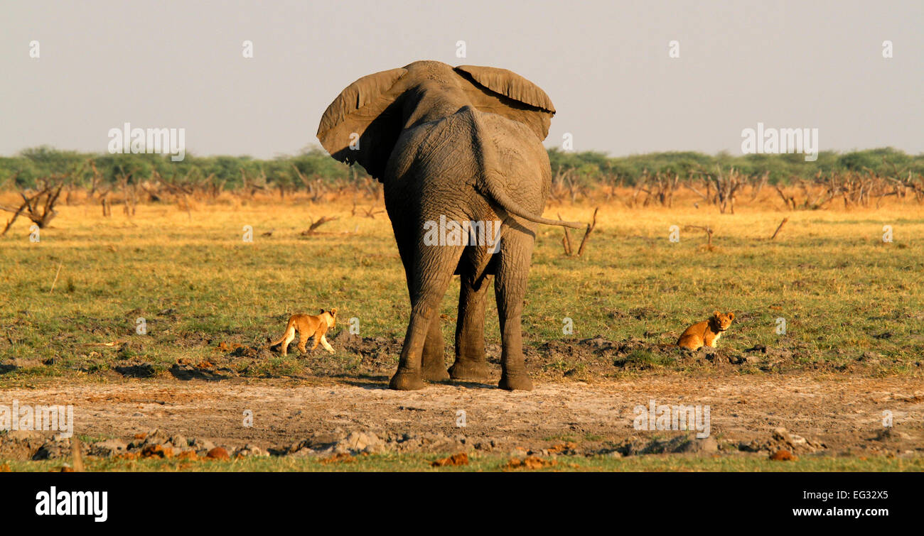 This pride of lions where actively hunting elephant, the cubs learning ...
