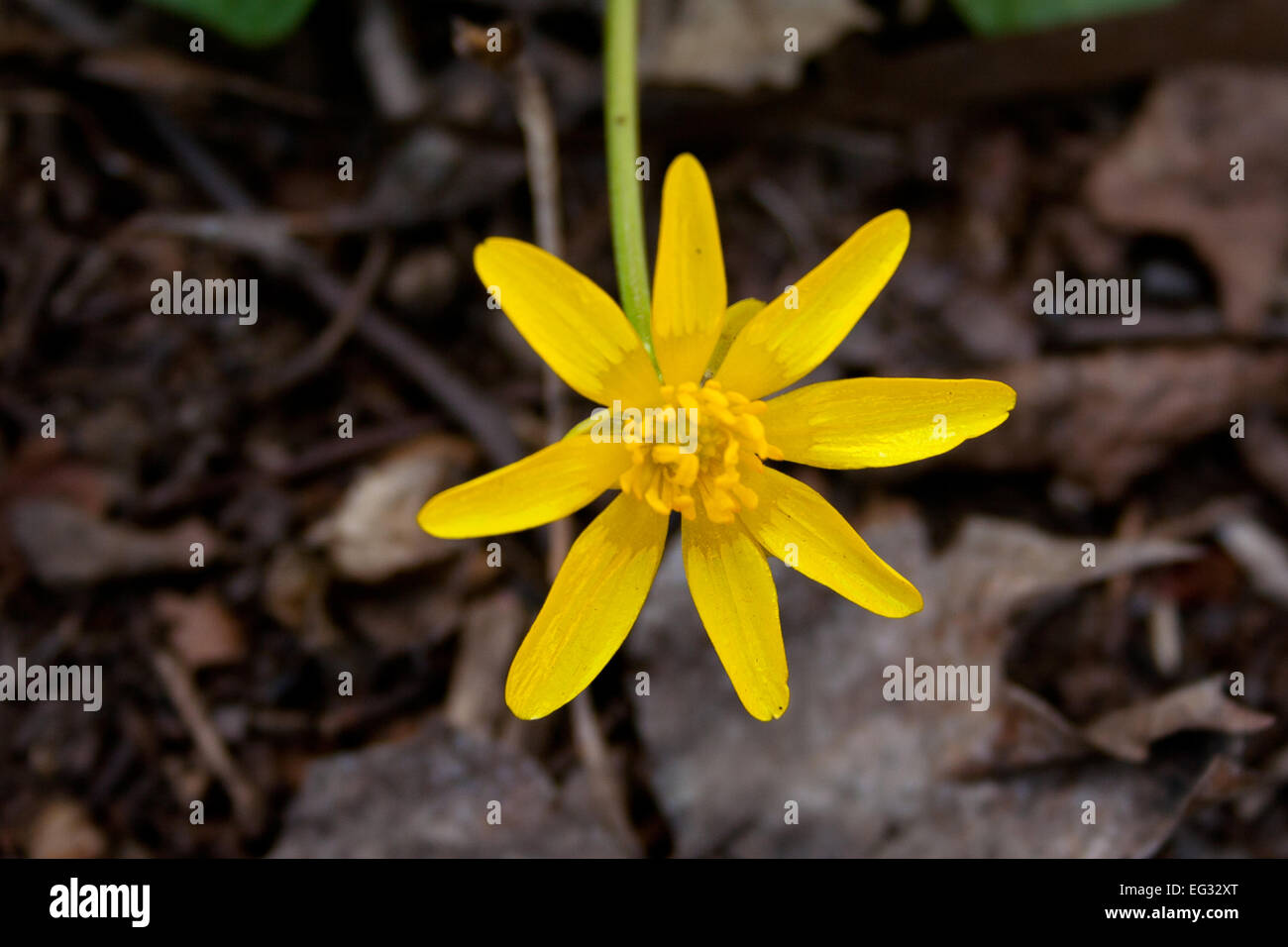 beautiful spring yellow flower on the background of the land, the first ...