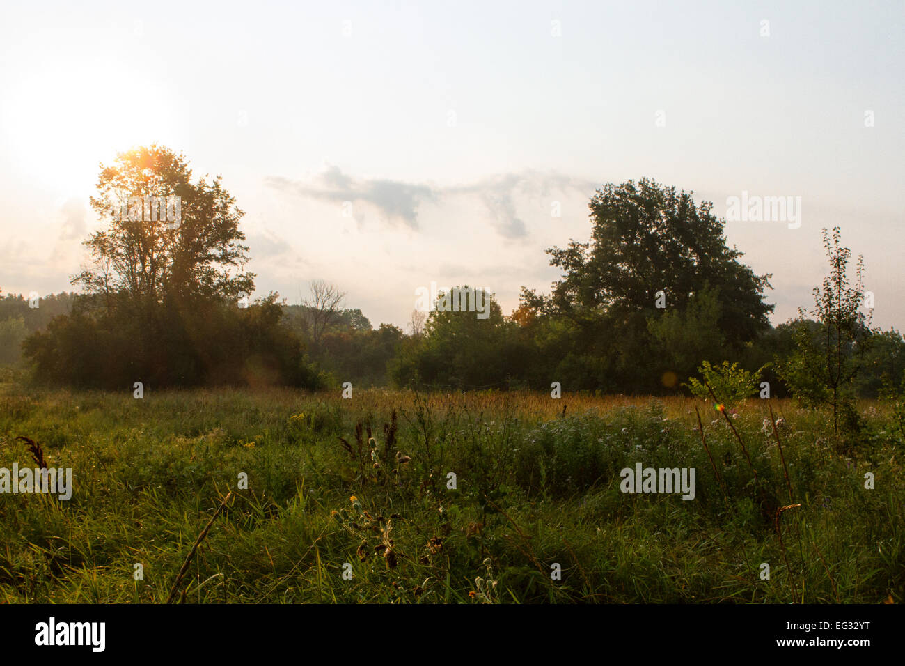 Green Grass Morning Dew shows light shining down on the glistening ...