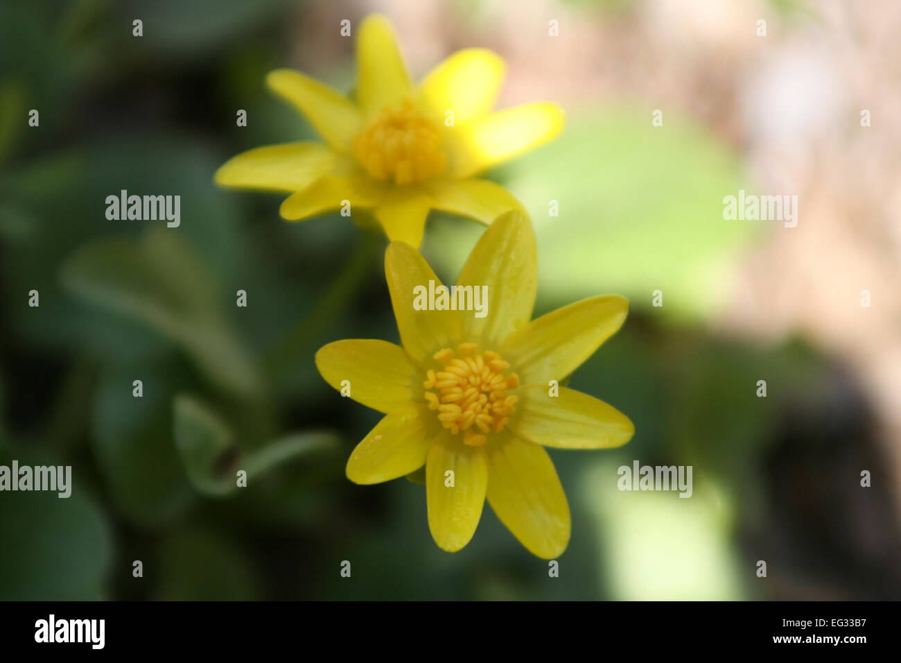 beautiful spring yellow flower on the background of the land, the first ...