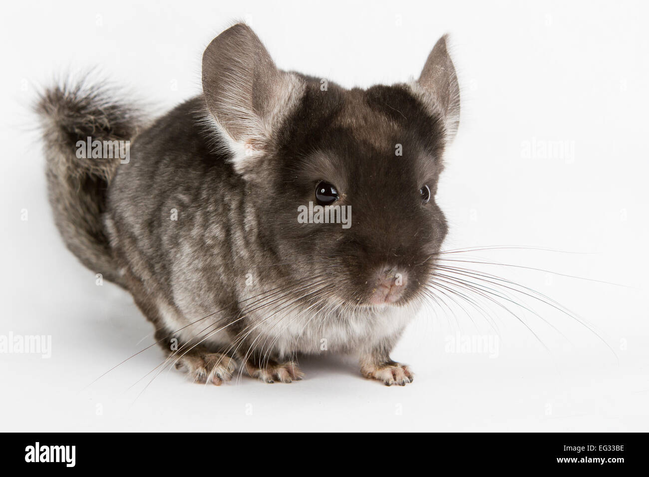 Silver Chinchilla sitting on isolated white background Stock Photo - Alamy