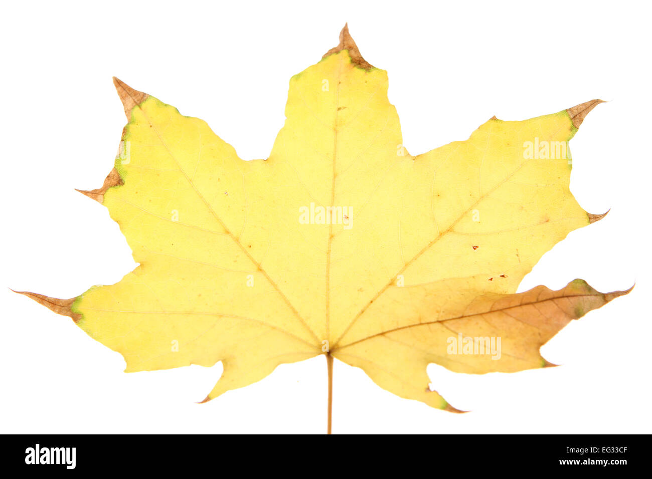 yellow maple leaf isolated on white Stock Photo - Alamy