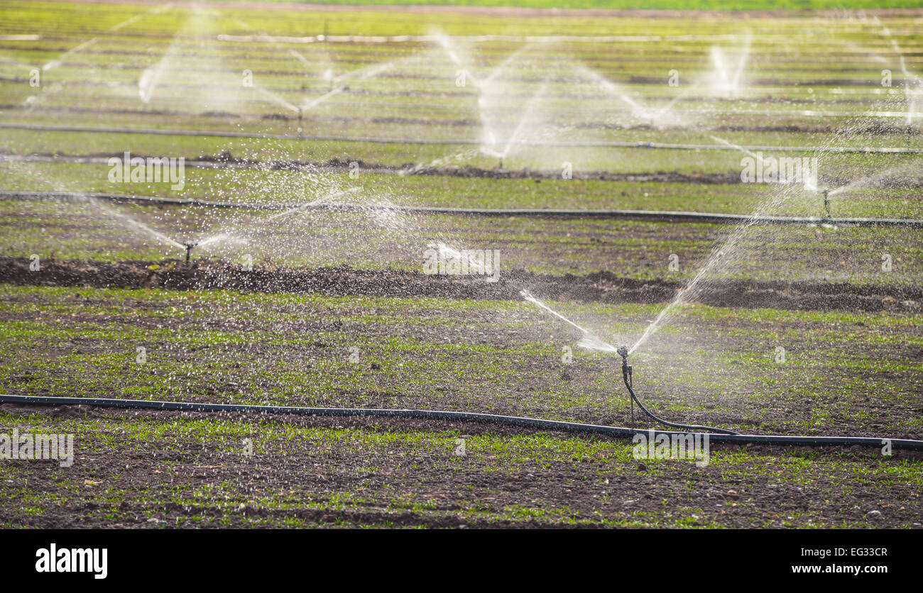 System of agricultural sprinklers spraying a field Stock Photo - Alamy