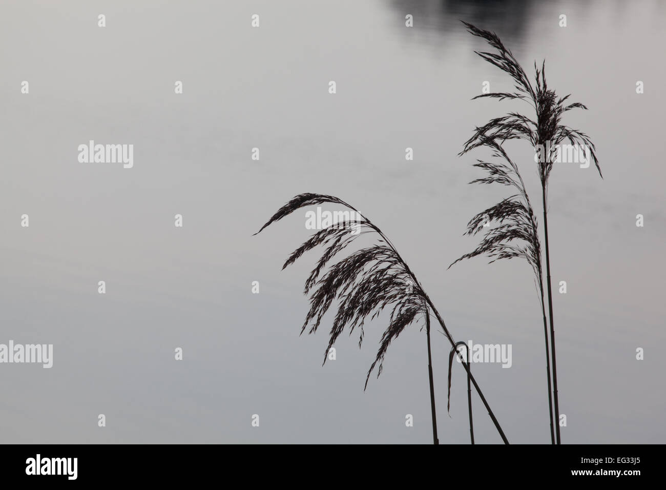 Reed Panicles or seed heads (Phramites australis). Norfolk. Winter ...