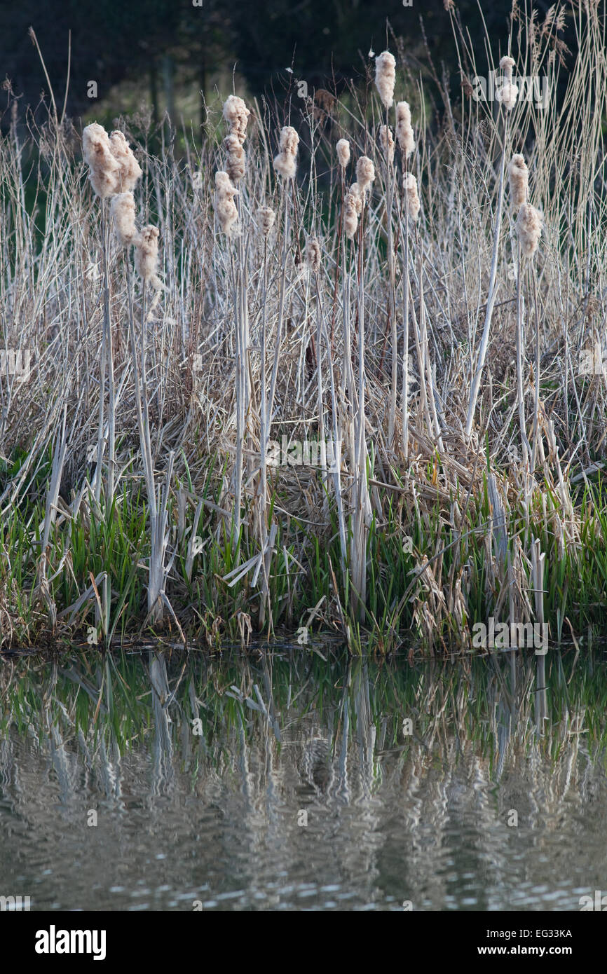 Seed Heads or Panicles of Reed Mace or Bulrush (Typha latifolia ...