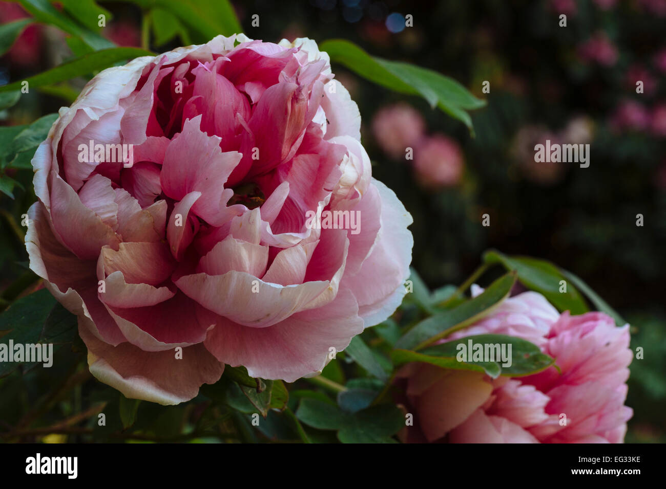 Pink peony roses in bloom (Hana-Kisoi, Floral Rivalry variety Stock ...