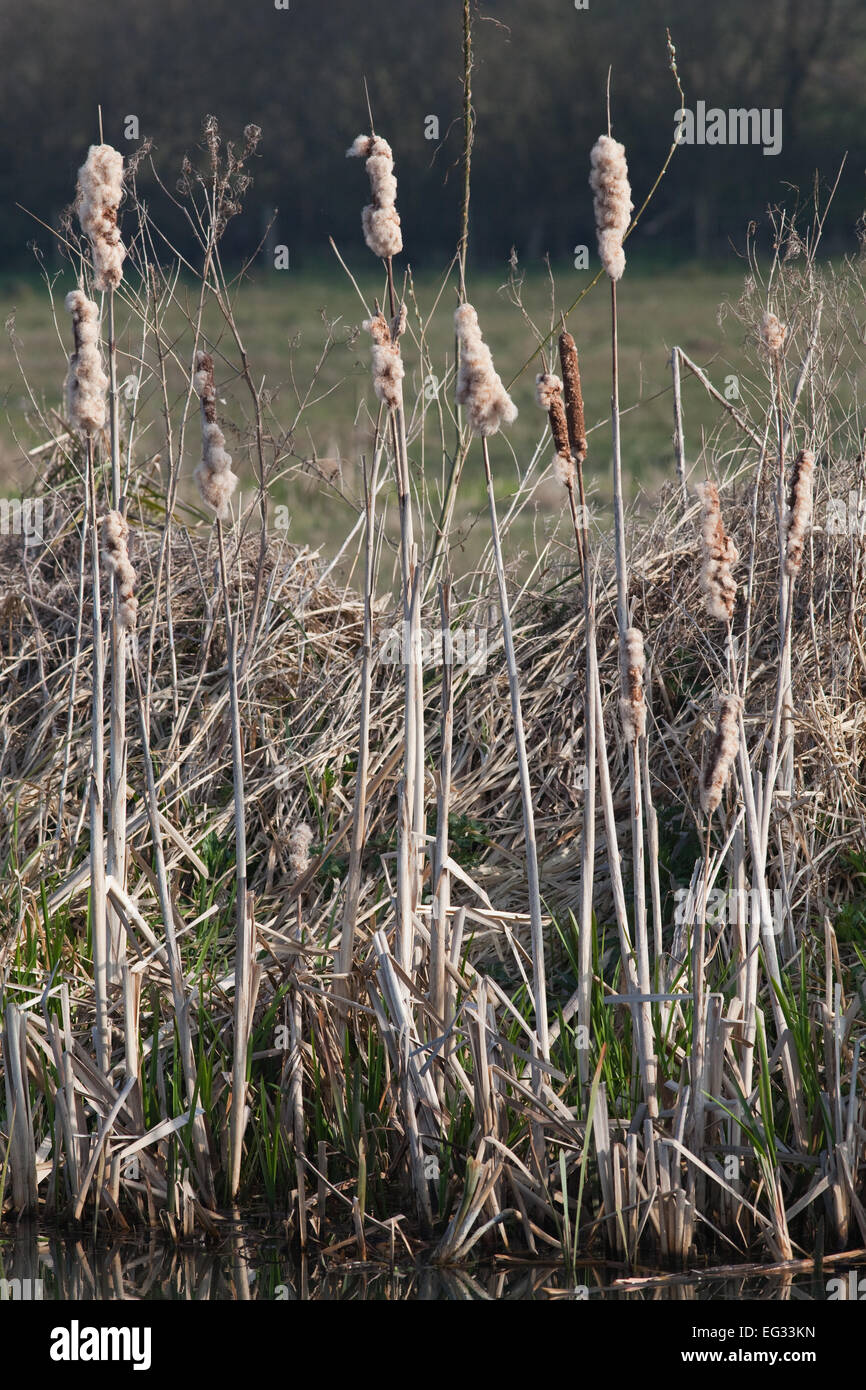 Seed Heads or Panicles of Reed Mace or Bulrush (Typha latifolia ...