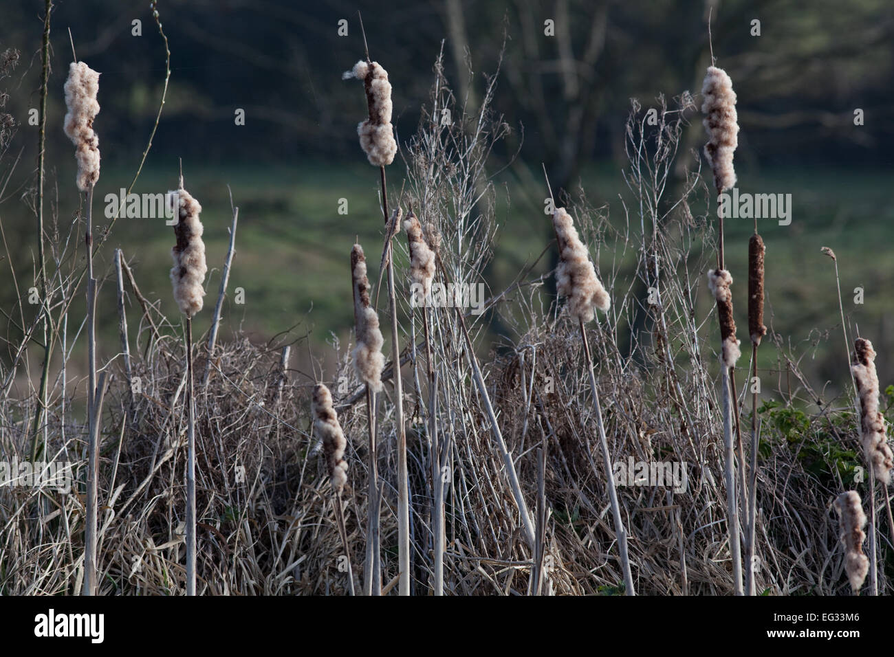Seed Heads or Panicles of Reed Mace or Bulrush (Typha latifolia ...