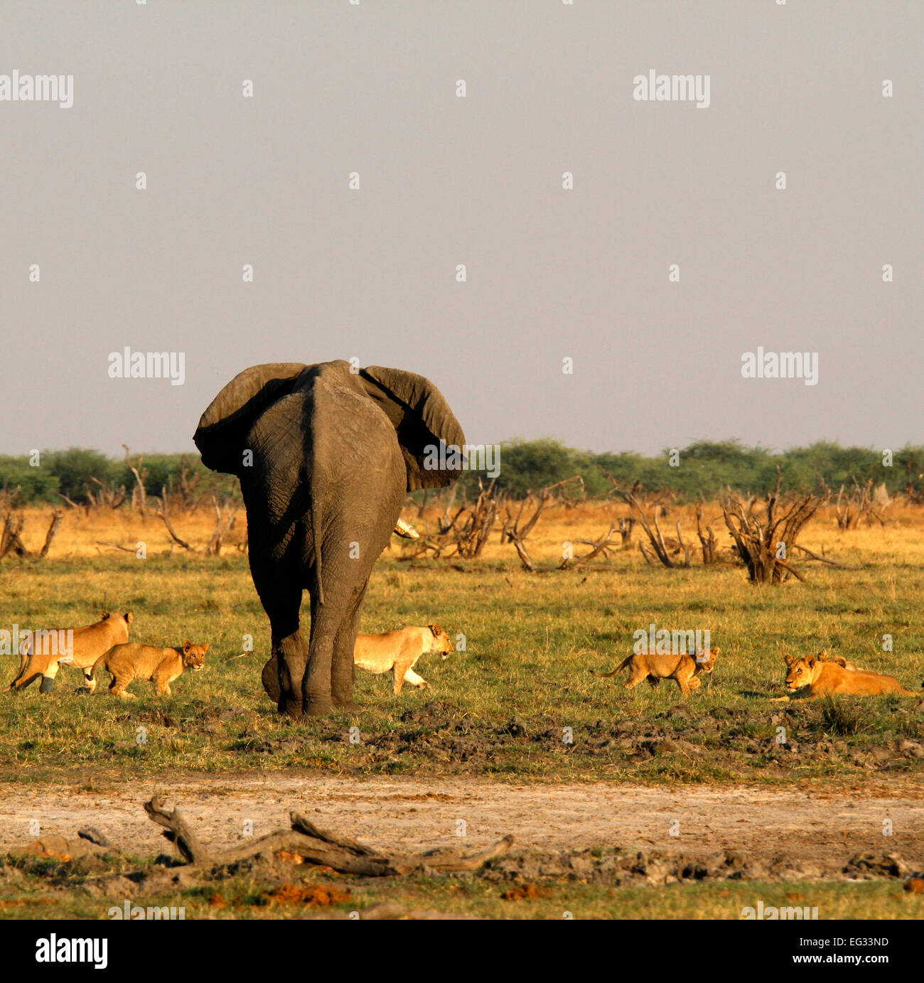 Elephant charging hunter hi-res stock photography and images - Alamy