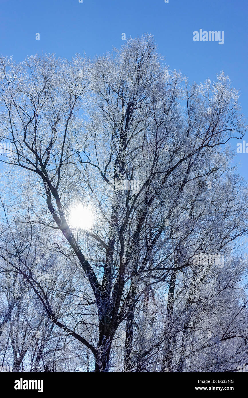 Rime on trees on a cold winter day, Upper Bavaria, Germany Stock Photo ...