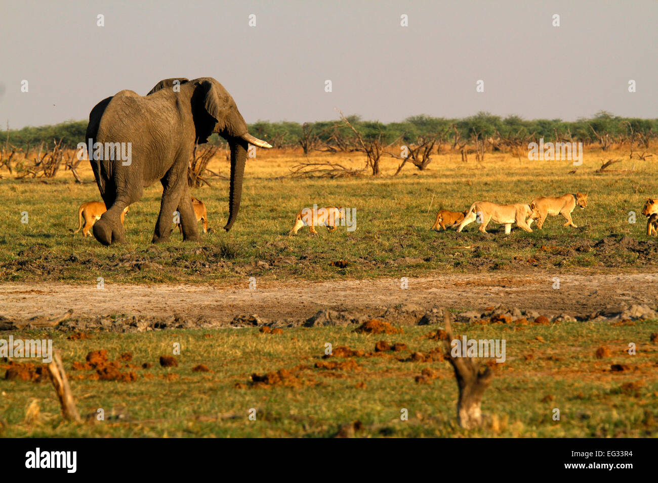 This pride of lions where actively hunting elephant, the cubs learning ...