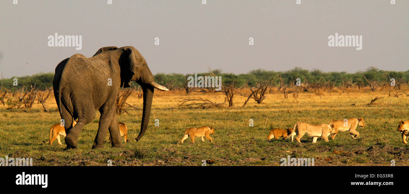 This pride of lions where actively hunting elephant, the cubs learning ...