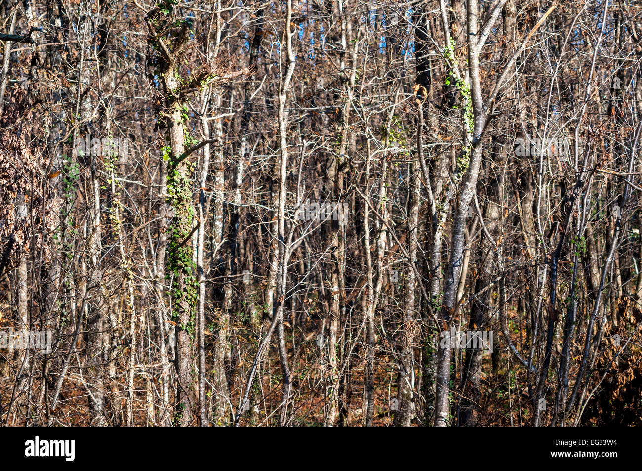 Unmanaged deciduous trees / saplings in woodland - France Stock Photo ...