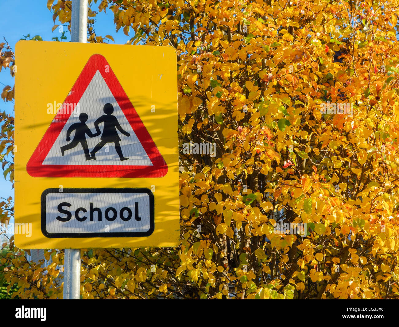 School warning sign on the yellow background of autumn leaves Stock ...