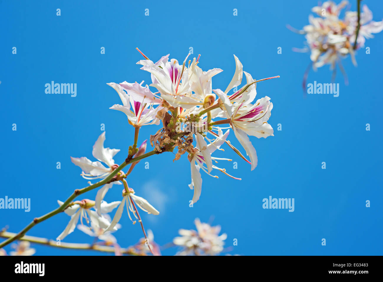 First flowers start blossom in hi-res stock photography and images - Alamy