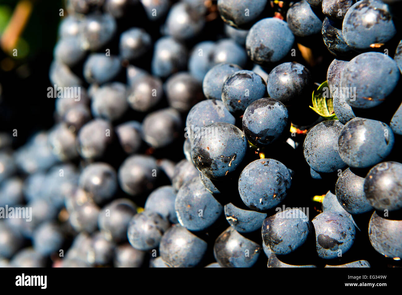 Switzerland, Canton Ticino, Tenero, vineyards Stock Photo - Alamy