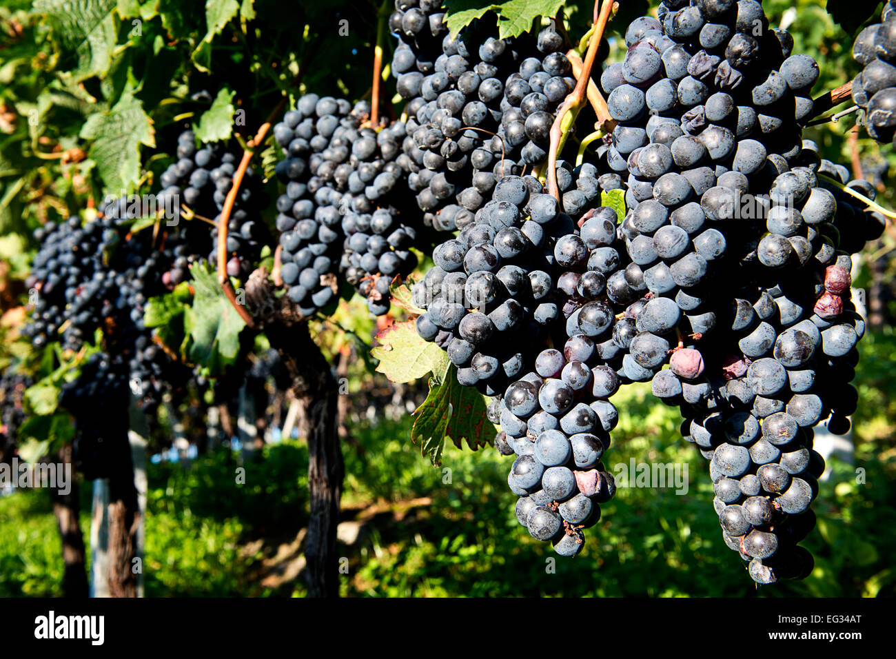 Switzerland, Canton Ticino, Tenero, vineyards Stock Photo - Alamy