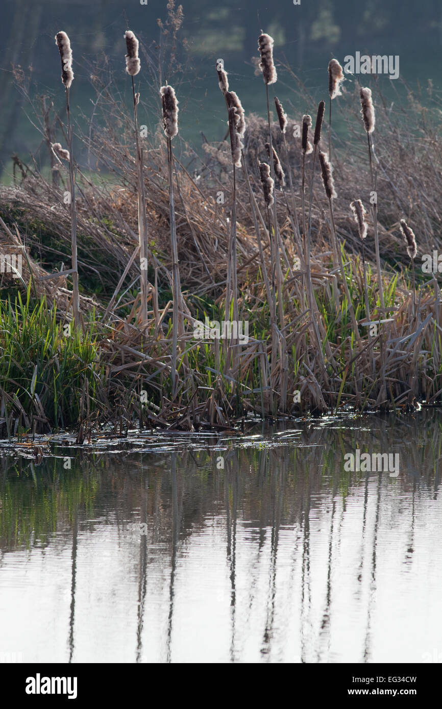 Seed Heads or Panicles of Reed Mace or Bulrush (Typha latifolia ...